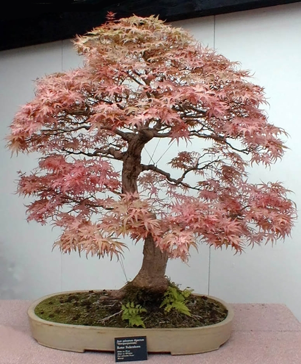 All HD: Bonsai