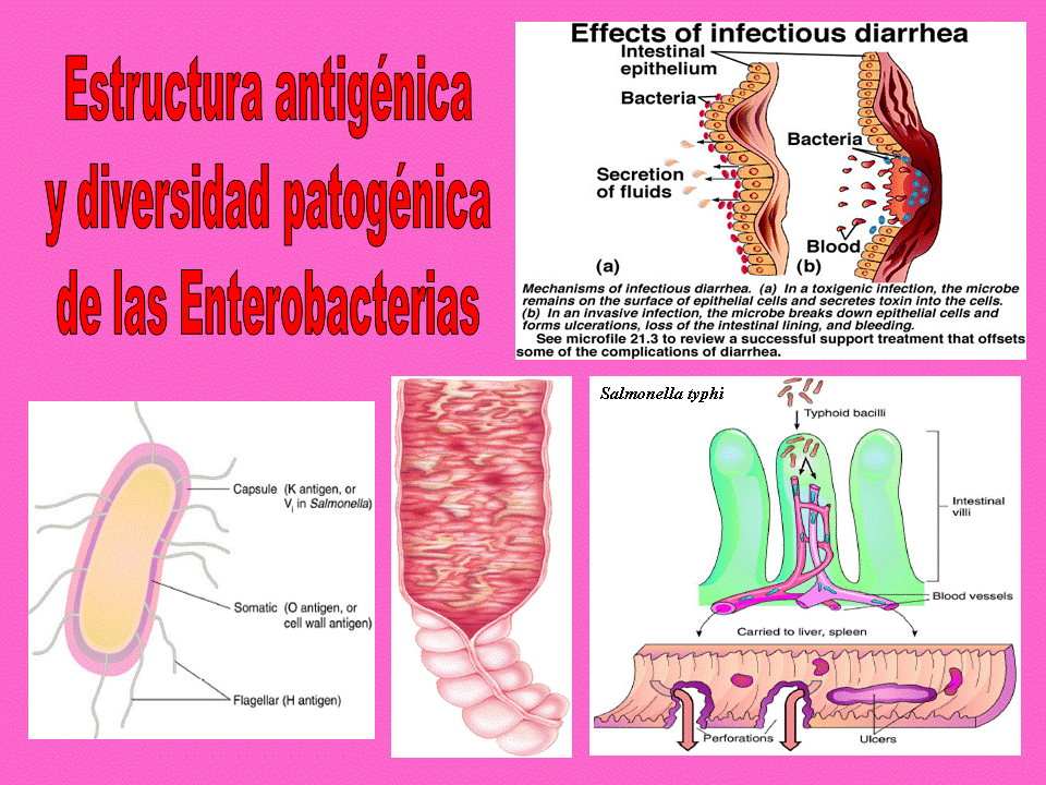 L810: ENTEROBACTERIAS