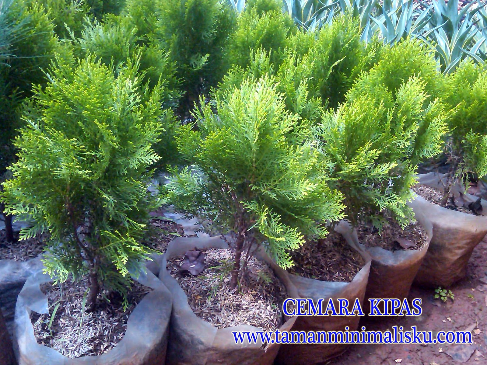 JENIS JENIS POHON CEMARA | JUAL TANAMAN HIAS MURAH | TUKANG TAMAN ...