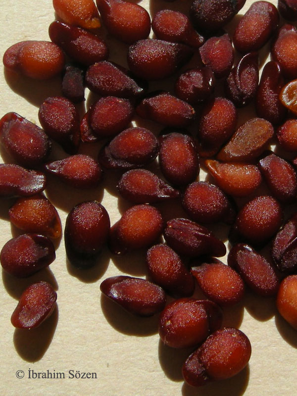 The Country Of Crocuses: Crocus candidus