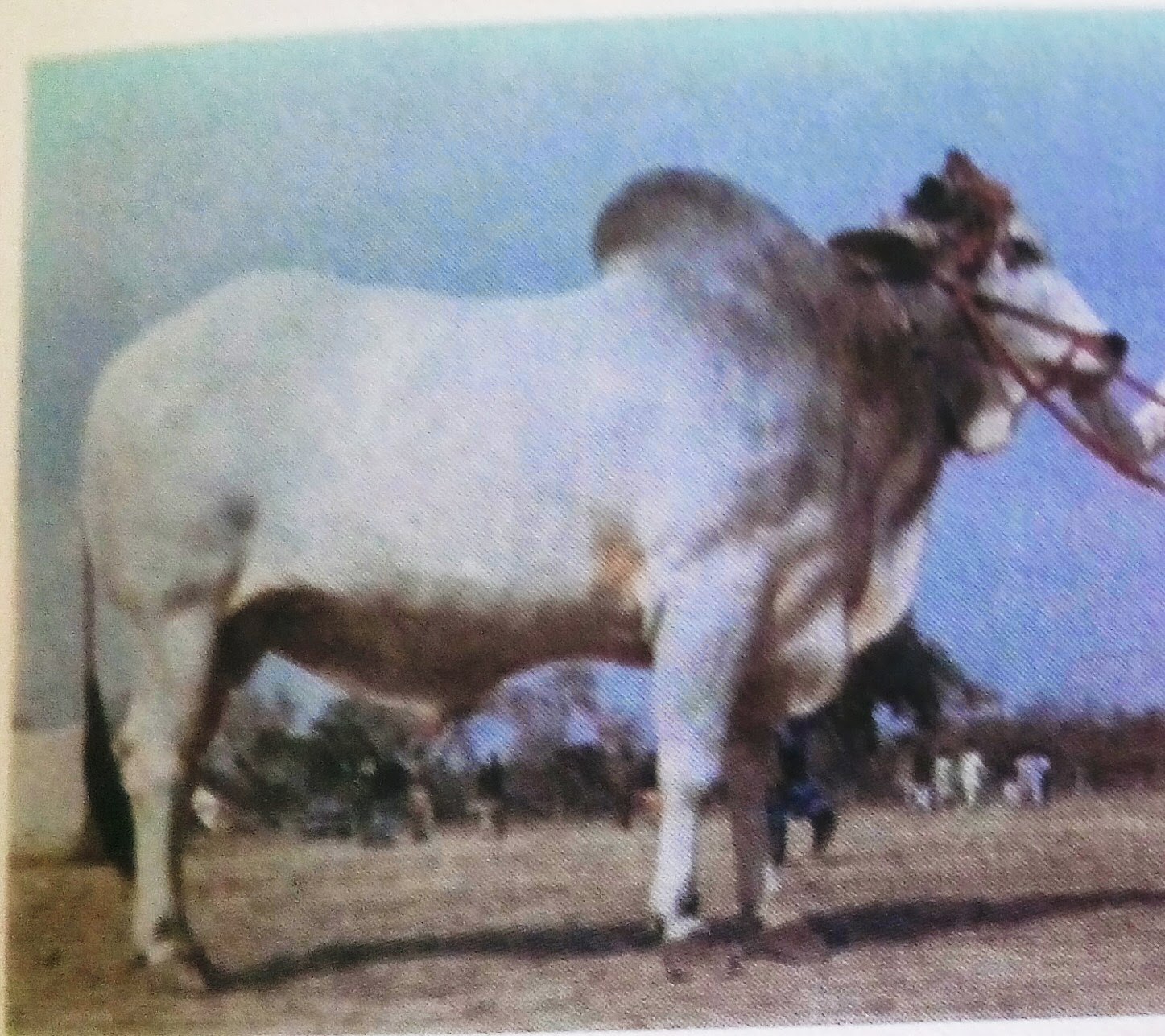 BHAGNARI: (DRAUGHT BREED)