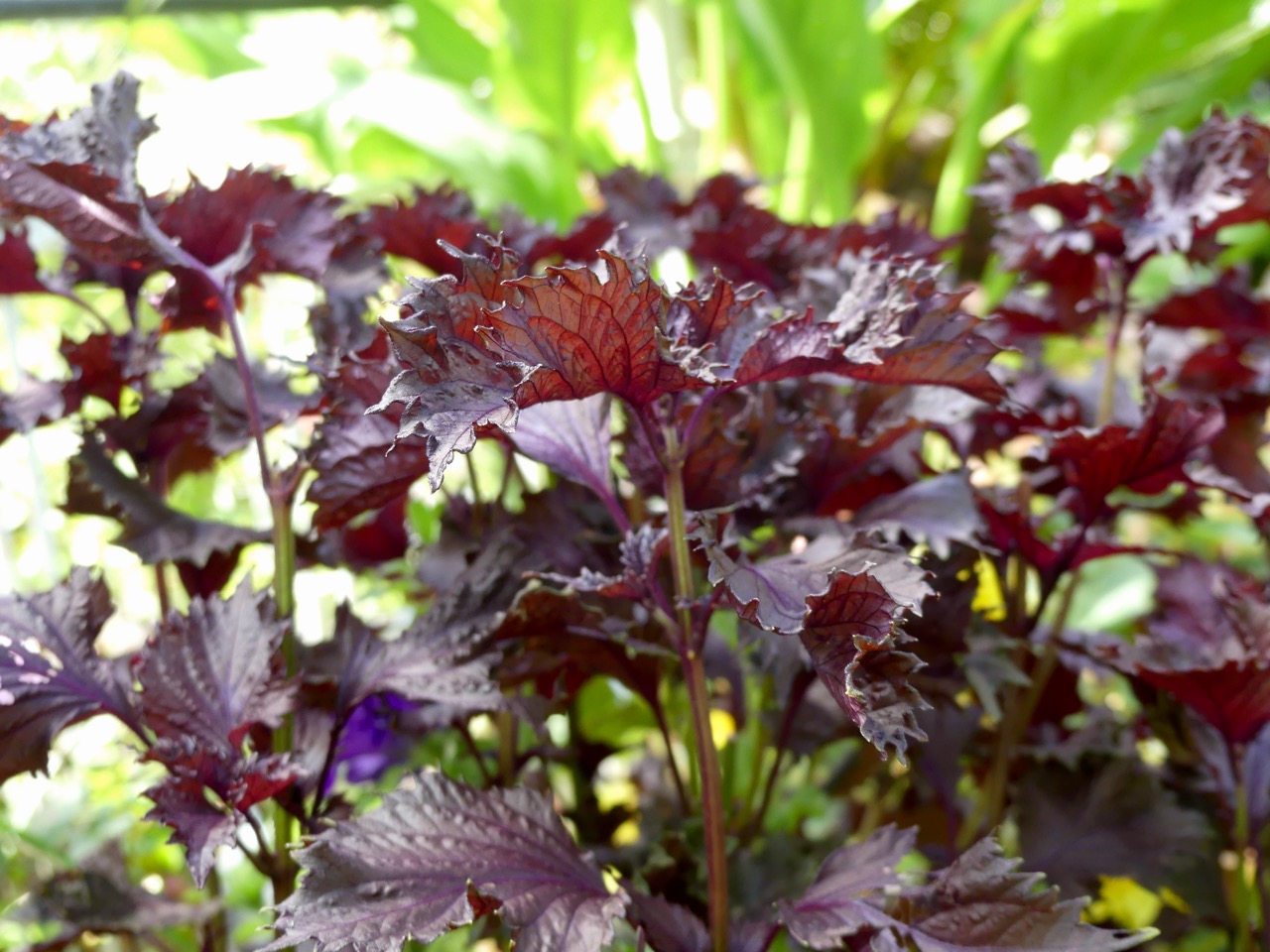 An angel in the kitchen: Pickled Myoga Ginger Flowers & Sushi Ginger