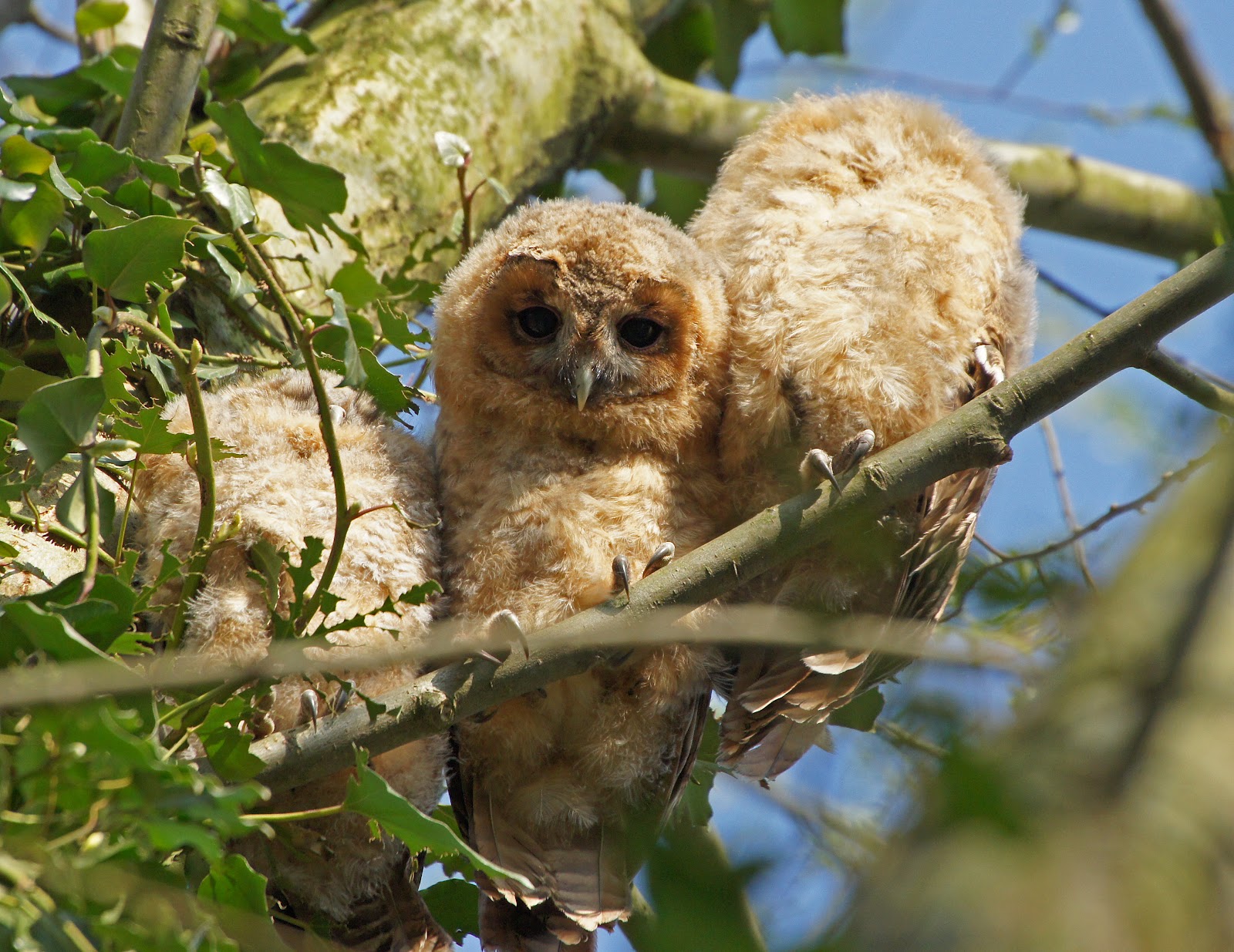 De wereld door mijn lenzen: Uilskuikens van de Bosuil