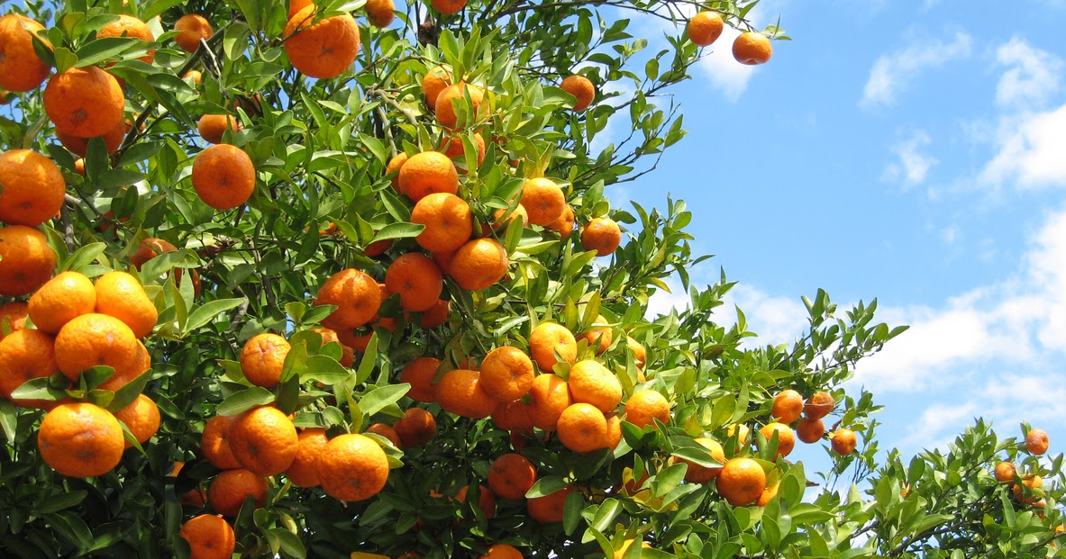 How To Grow Organic Ugli fruit - Kilimo Hai