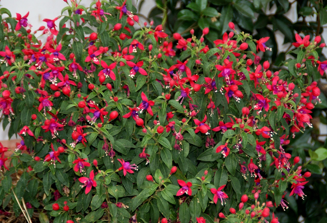 A photo, A thought............: Plant: Fabulous Fuchsia and its edible ...
