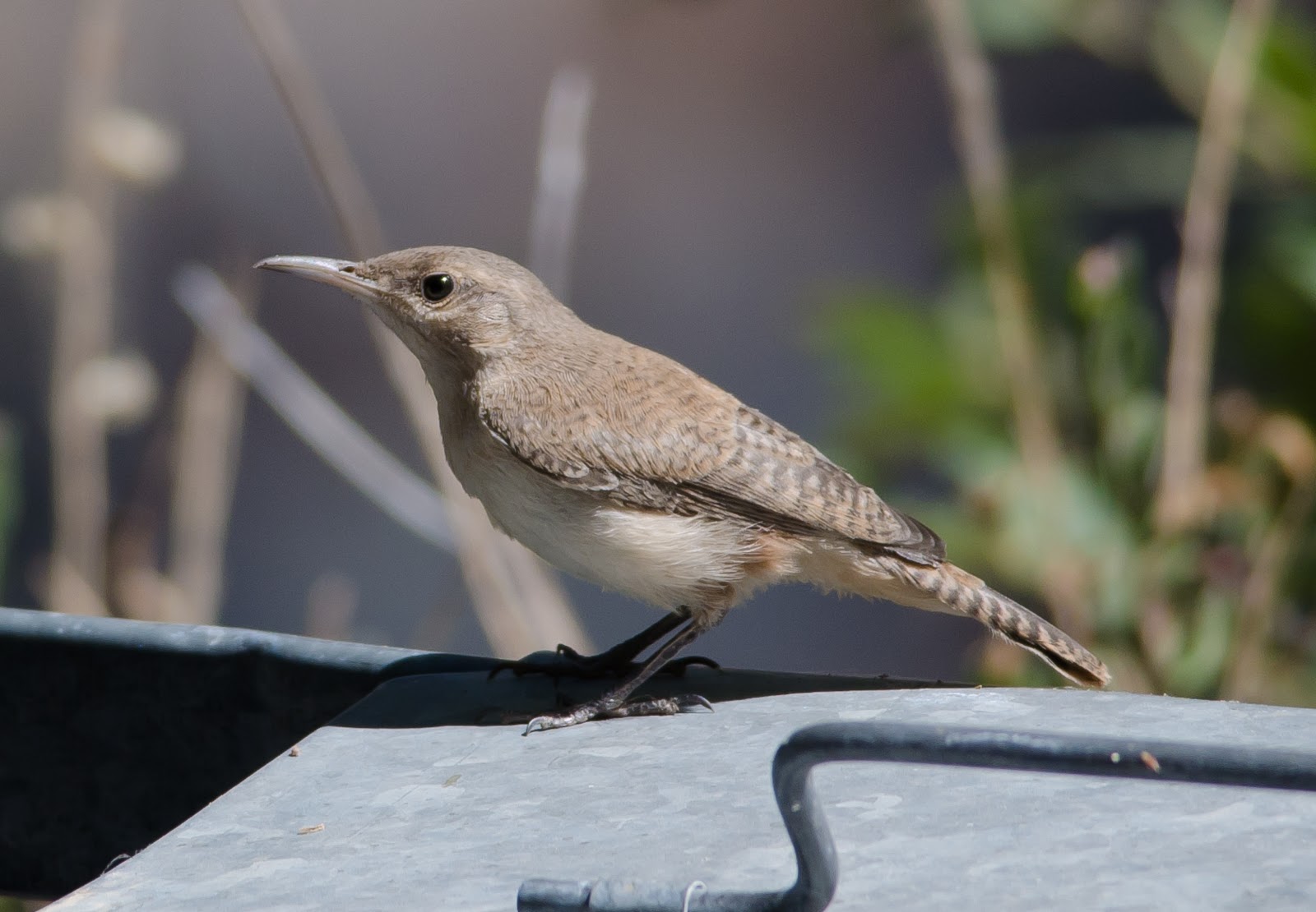 Gordon's Birding Adventures: A Big Day -- 8 June 2013