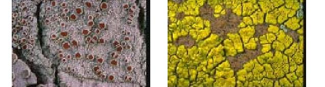 Penjelasan Tentang Lichenes | Biologi Indonesia