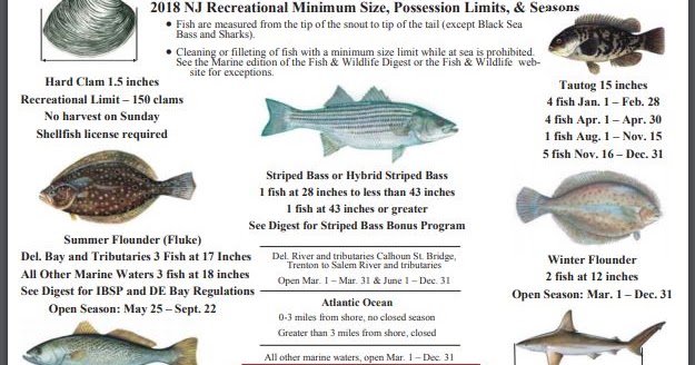 Endangered New Jersey: 2018 New Jersey Recreational Minimum Size ...