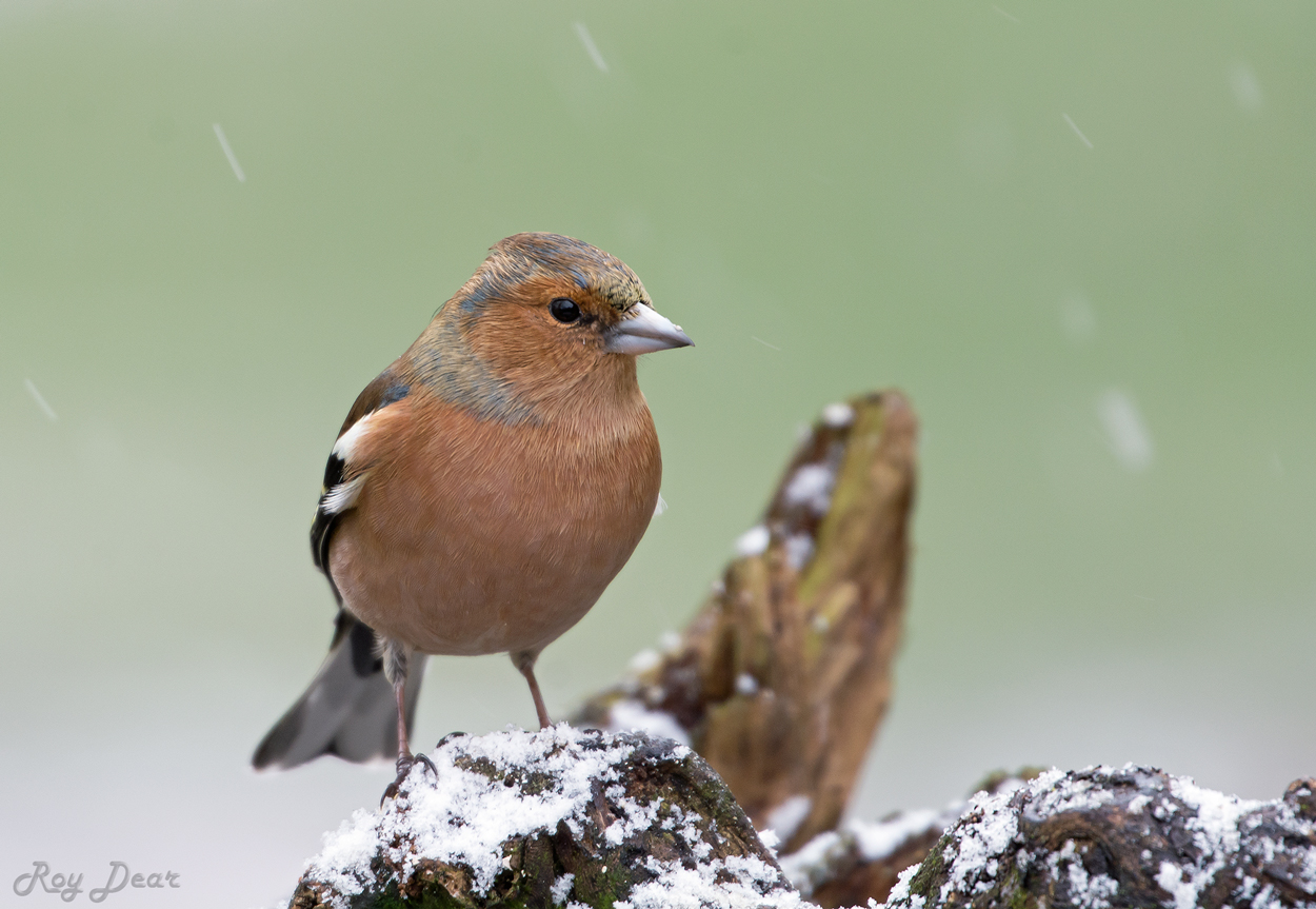 Foto's: Vink