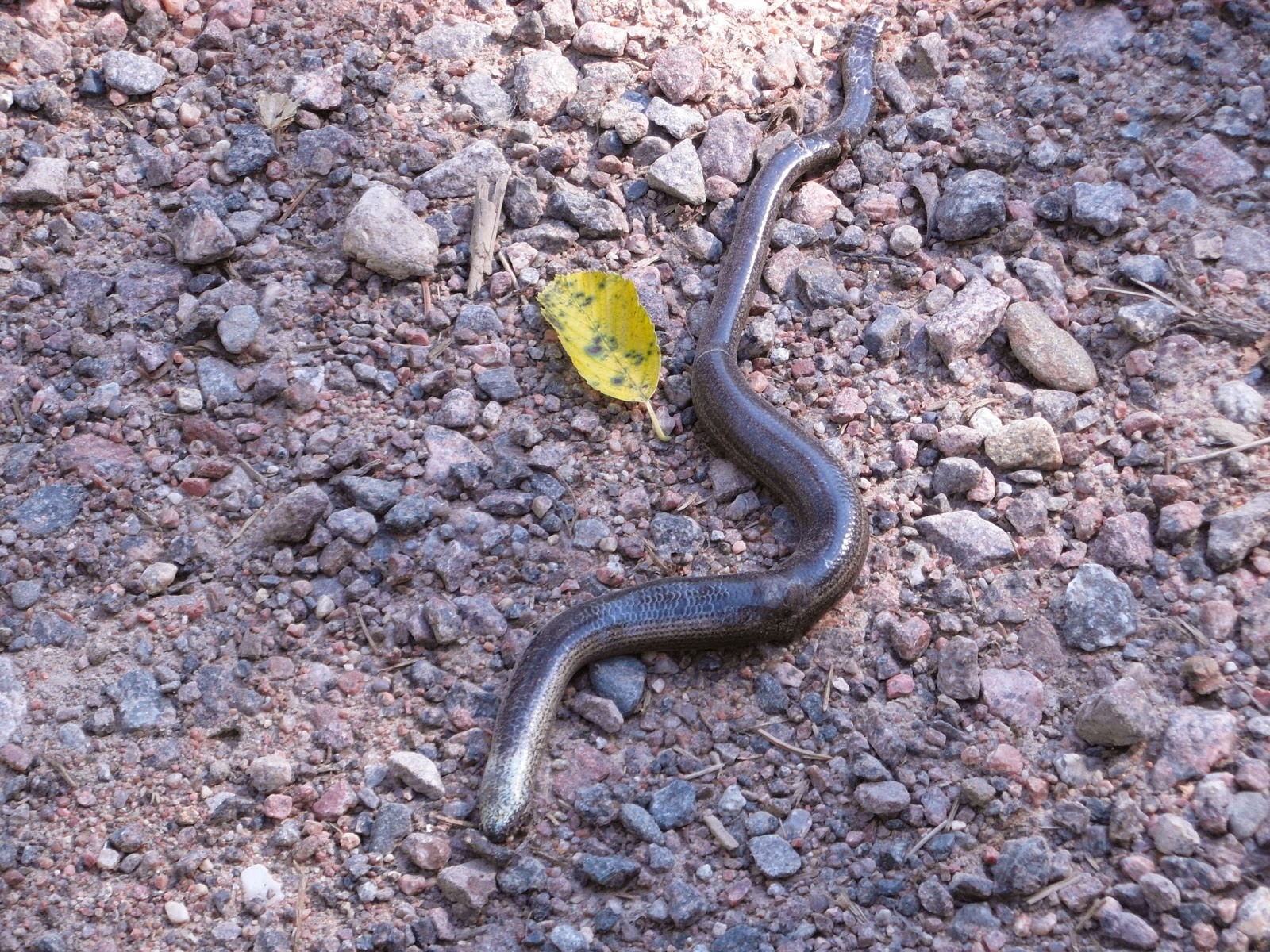 Annen jutut: VASKITSA anguis fragilis