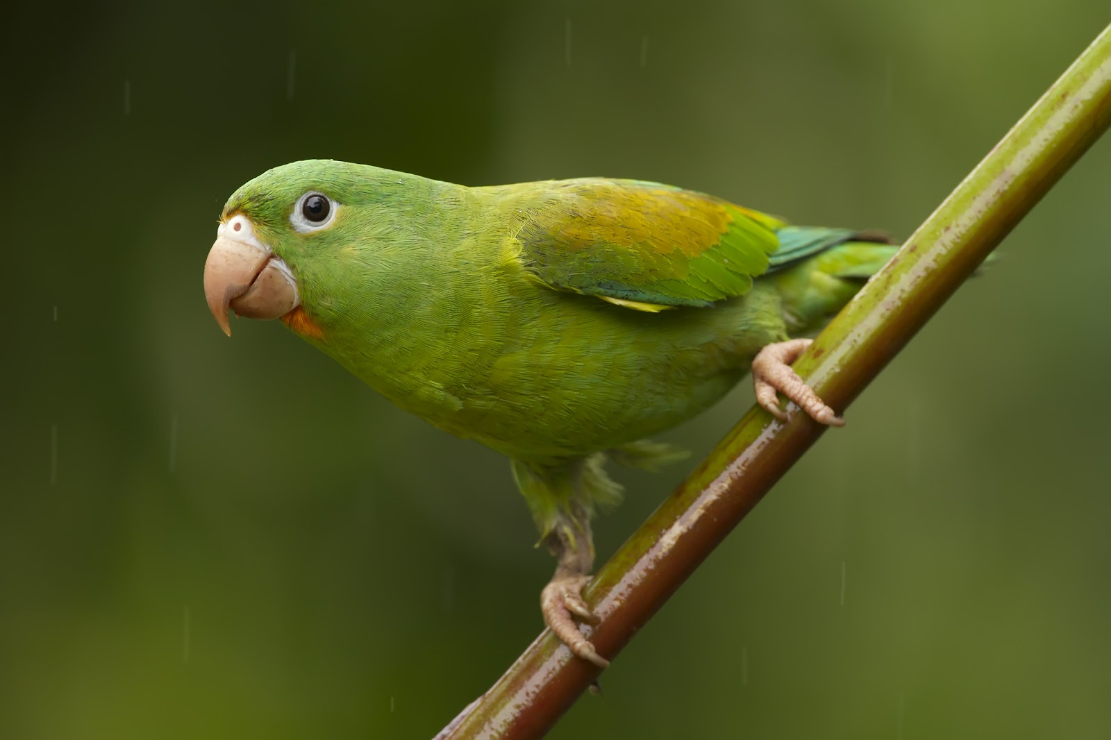 FOTONATURART: febrero 2012