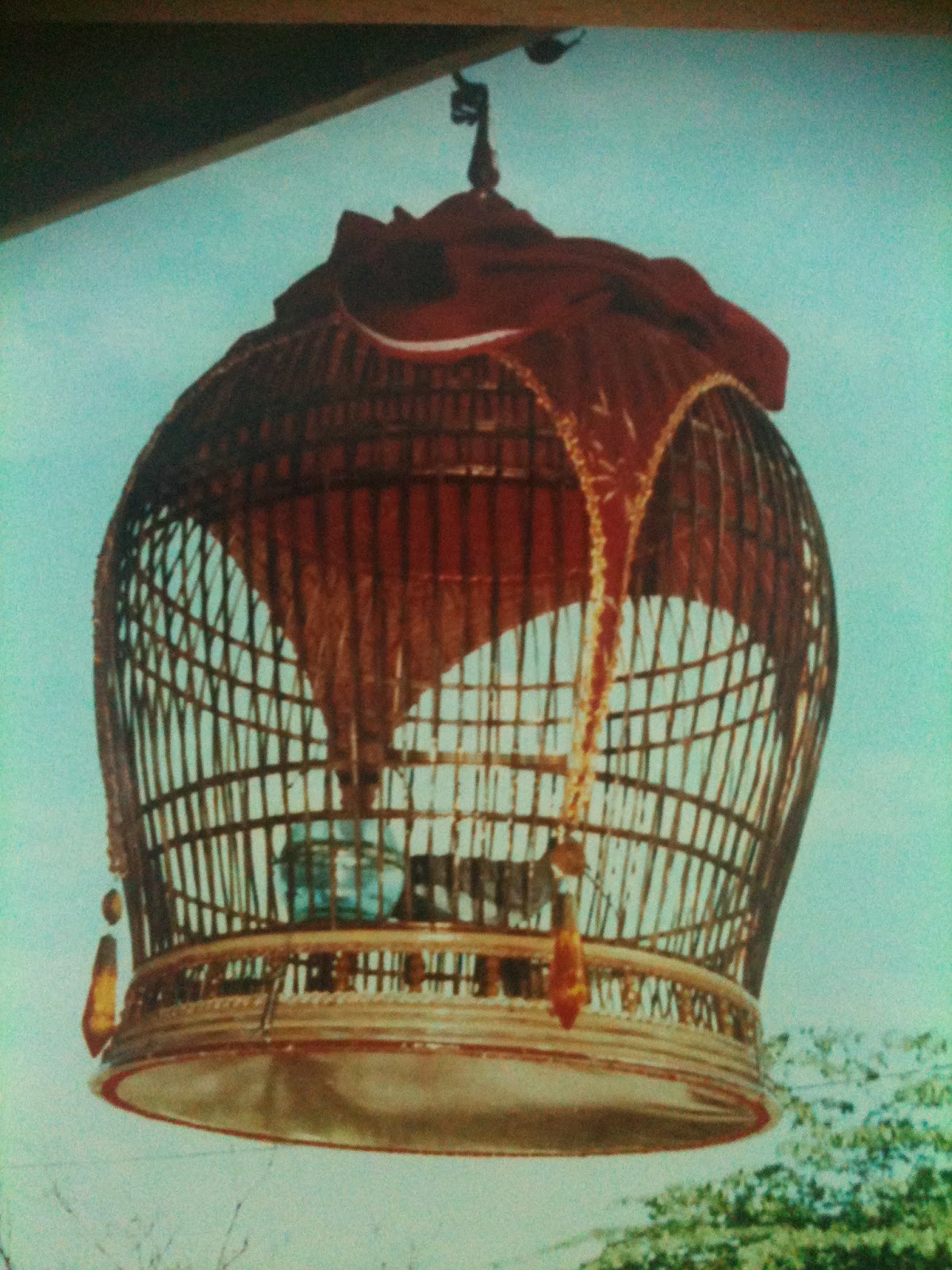 ZUDIN EXOTIC FARM: PENTERNAKAN BURUNG MERBUK TANDING