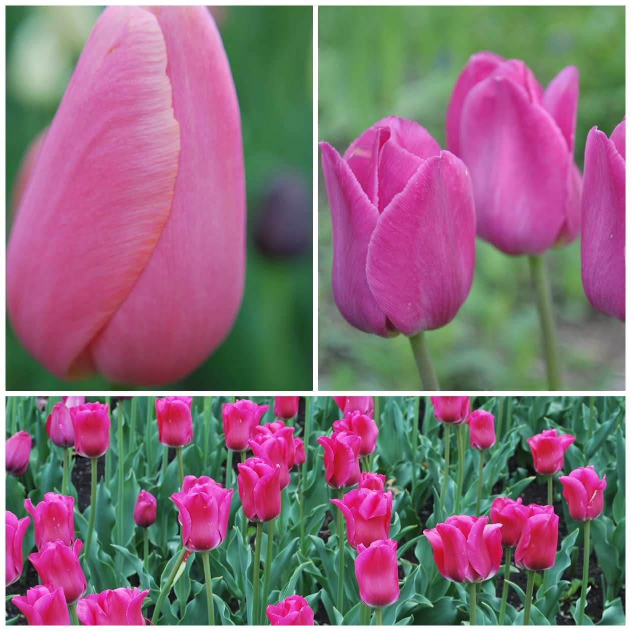 This Randomness: Litratong Pinoy - Kulay Rosas (Pink)