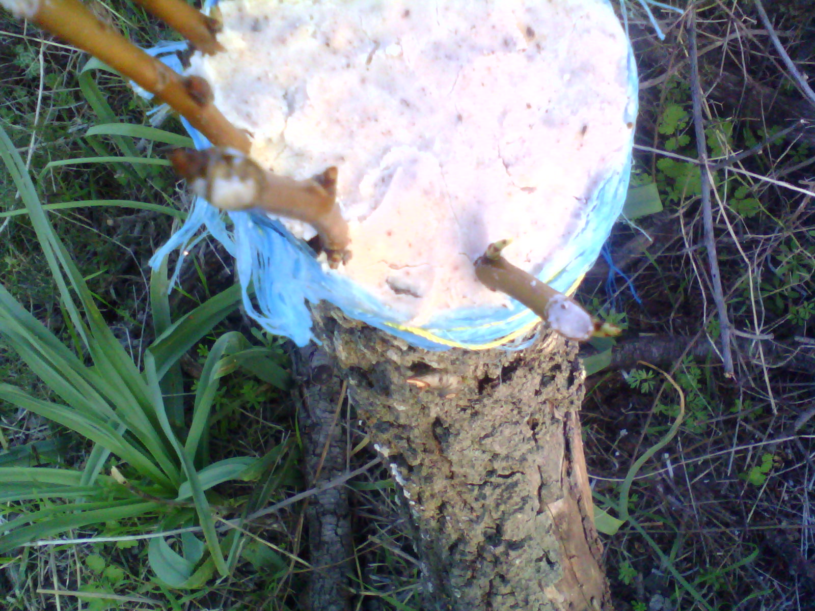 ΟΤΙ ΘΕΣ ΓΙΑ ΤΑ ΦΥΤΑ: Μπολιασμα τσορτικιου