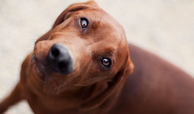 About Dog Redbone Coonhound