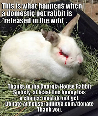 Rabbit Ramblings: Bunny advocacy memes