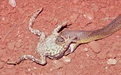 BIOLOGIA E HERPETOLOGIA Amor à vida e aos Répteis!: BOIPEVA - A ...