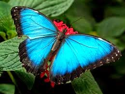 KARAKTERISTIK KUPU-KUPU - E-JURNAL