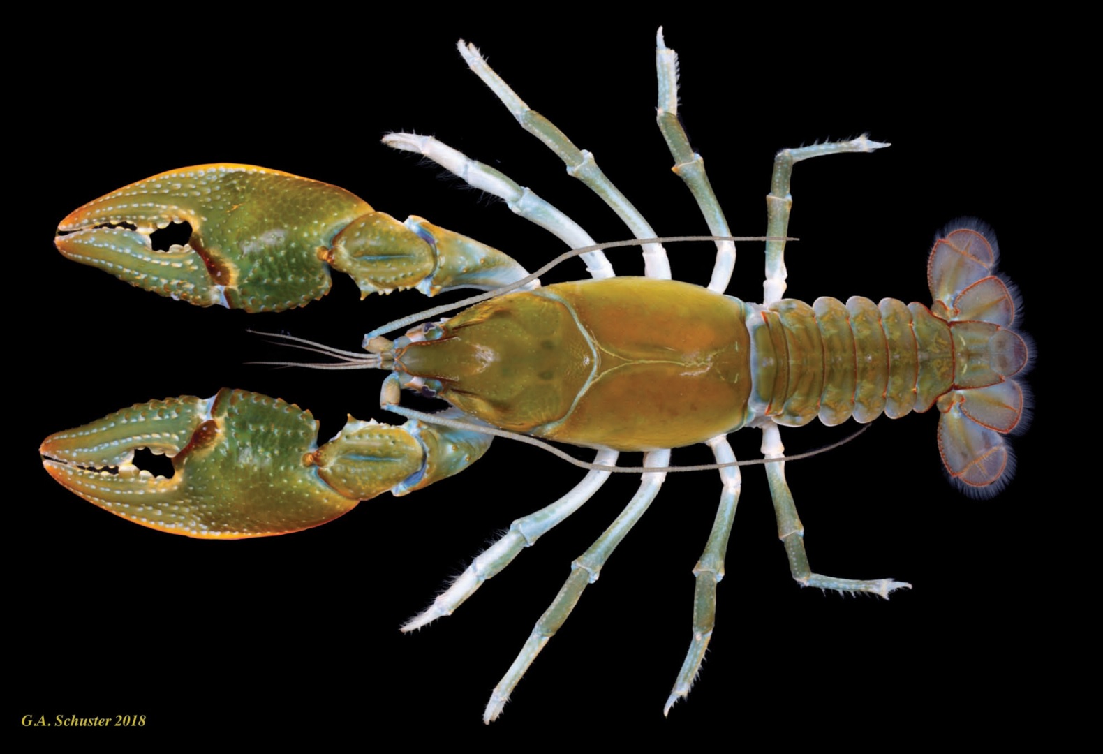 Cambarus Diogenes Range