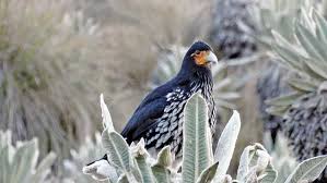 flora y fauna del Carchi