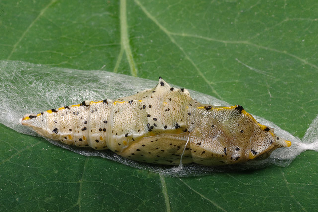 Gusanos de la col*Yoel y bichos palos*Natalia 5º