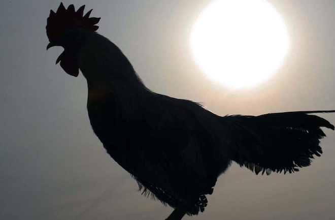 mamabishop: The Rooster Crowed