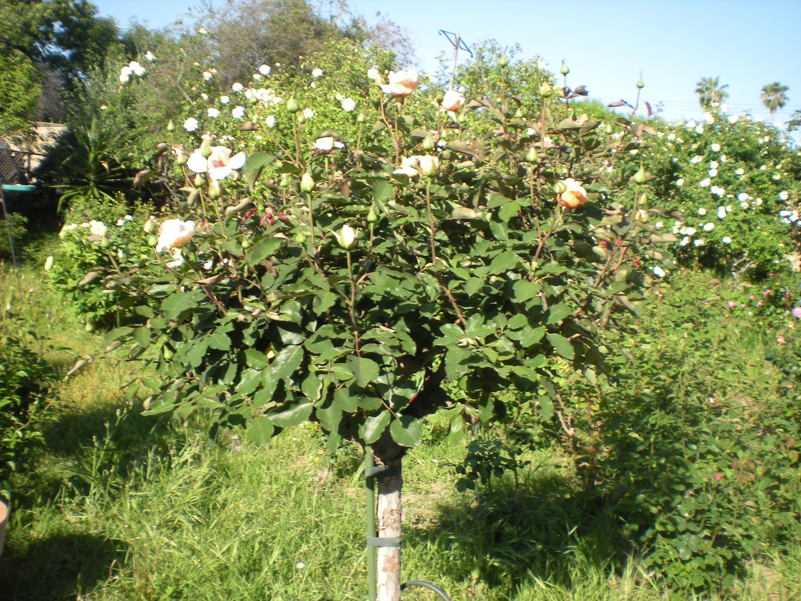 Southern California Gardening: Just Joey Rose