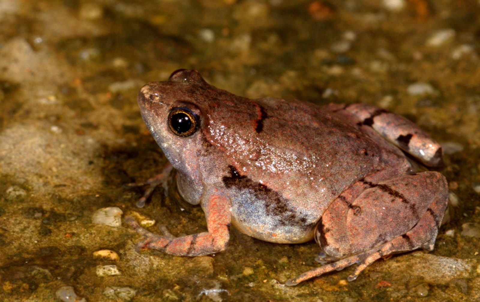 Species New to Science: [Herpetology • 2016] Microhyla laterite • A New ...