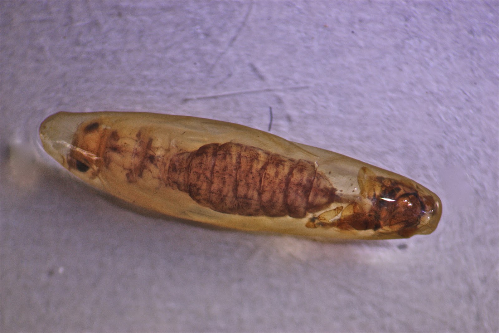 Aquatic Insects of Central Virginia: The Pupae of Diptera (true flies ...