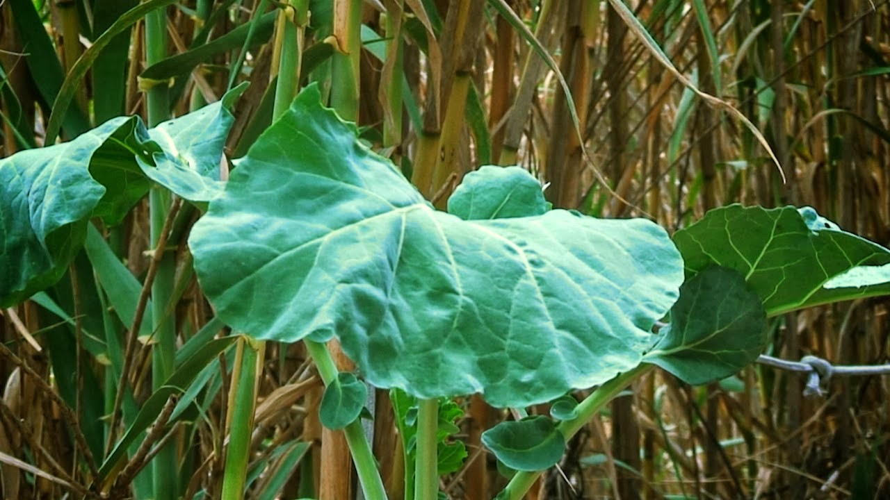 Canario: El potaje de colinos