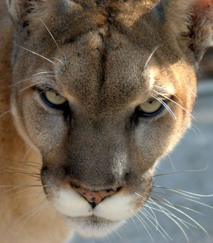 The Return of the Florida Panther: Something Close to a Success Story ...