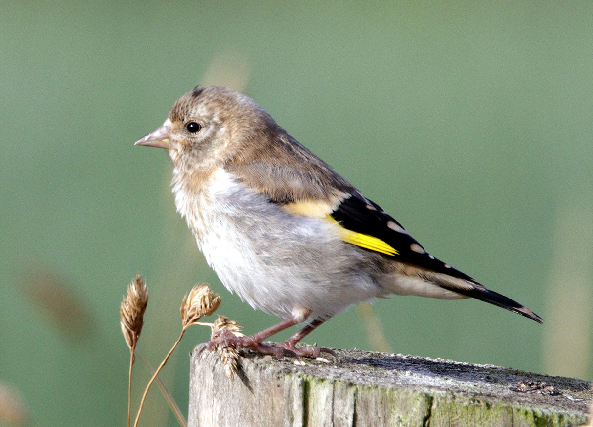 Another Bird Blog: A Rare Find