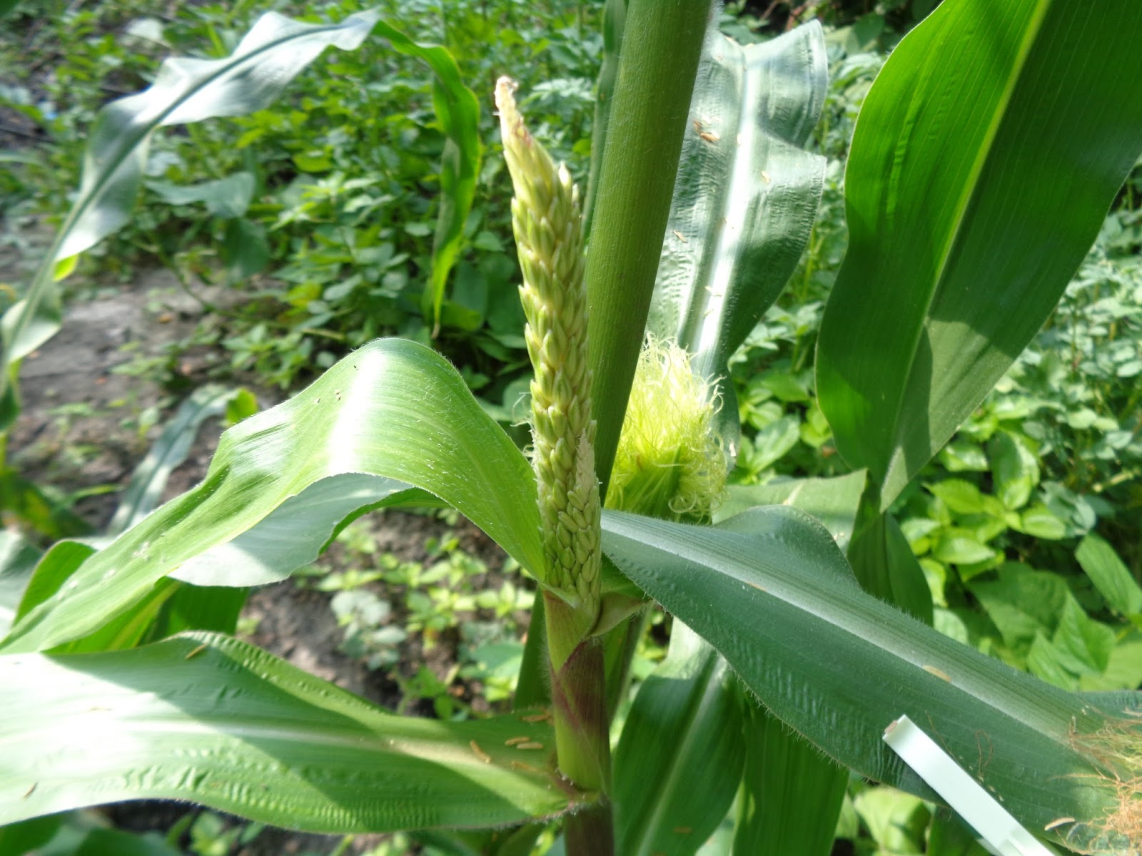 The Perennial Agriculturalist: corn, maize...i call it zea