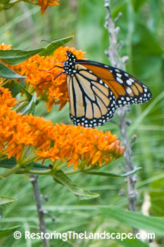 Restoring The Landscape With Native Plants: Milkweed Pollination - A ...