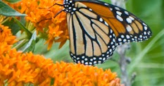 Restoring The Landscape With Native Plants: Milkweed Pollination - A ...