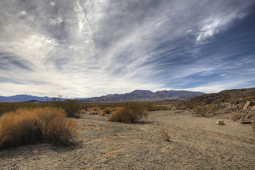 Mojave Desert Ecosystem