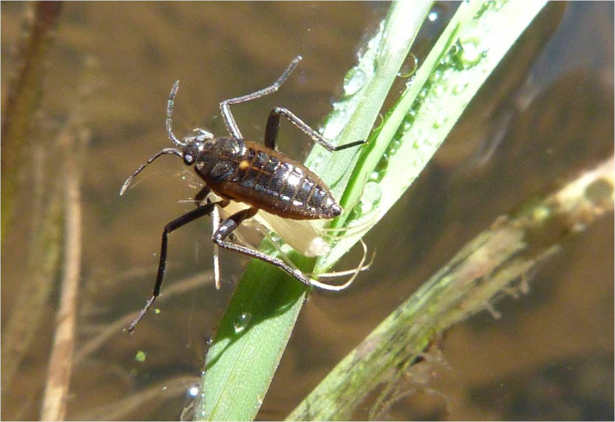 Insects of Scotland: True Bugs