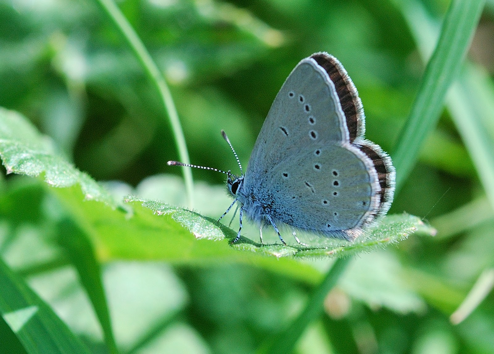 Butterfly Islands: Small Blue