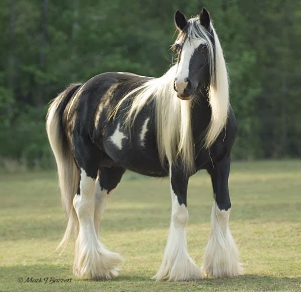 The Gypsy Horse - cuteanimalsworld