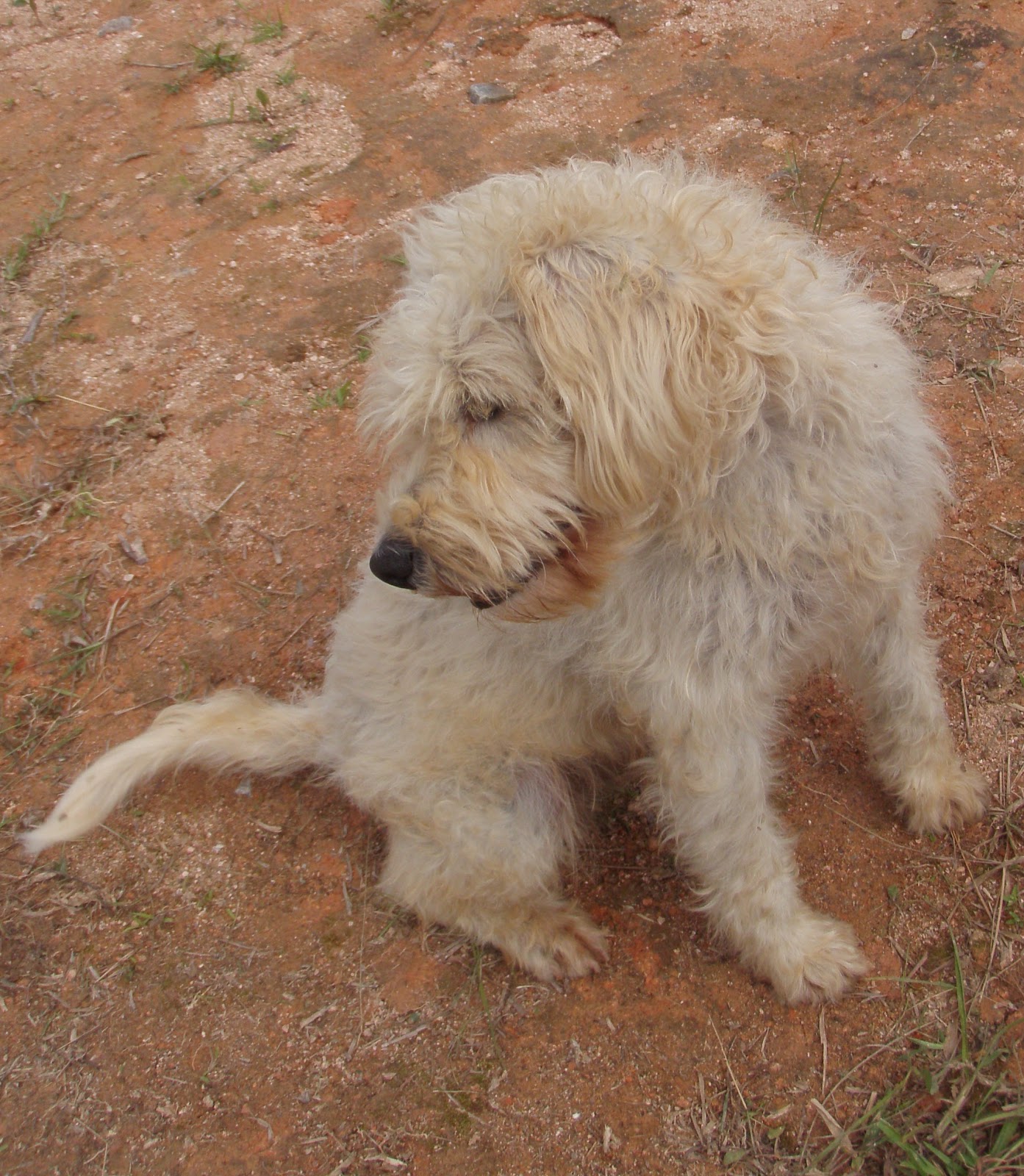 Adote um Patudo: Patudos para Adoção
