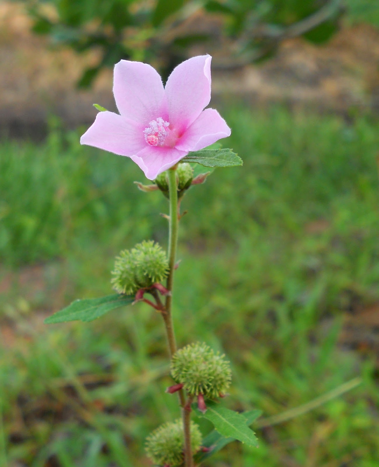 Hobi Belek Bunga Rumput... Koleksi 2 - Relaks Minda