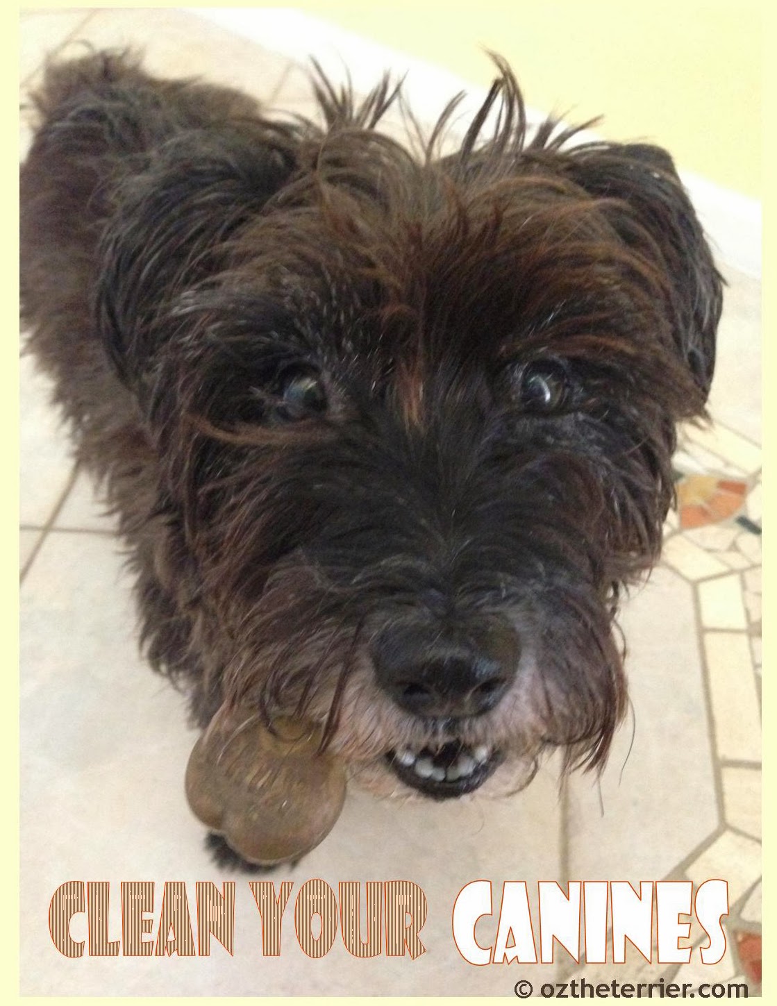 Pet Dental Health Month: Time to Clean Your Canines | Oz the Terrier ...