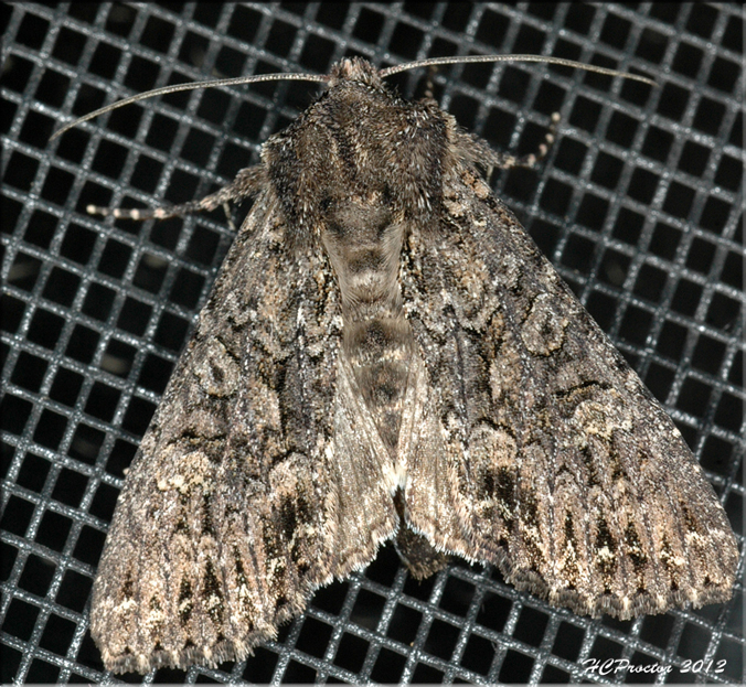 The Home Bug Garden: Moth Week 4: Glassy Cutworm