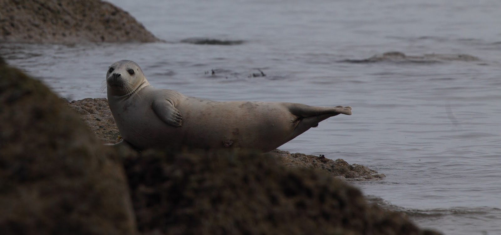 Birding Beyond Blighty: Wykeham Forest. Flamborough Head, Bempton ...