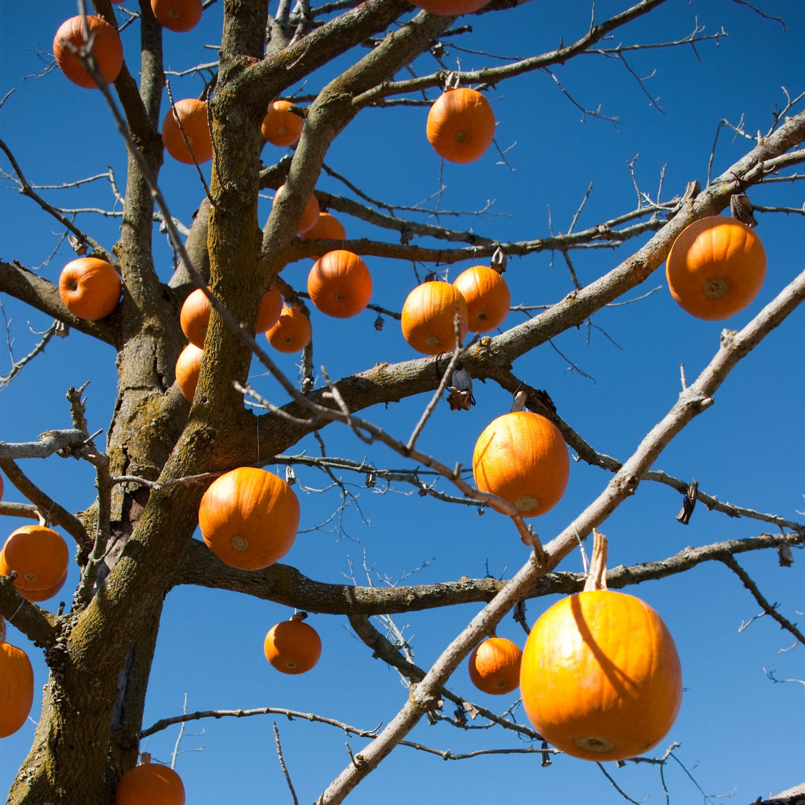 Árbol de Calabazas | Pumpkins Tree