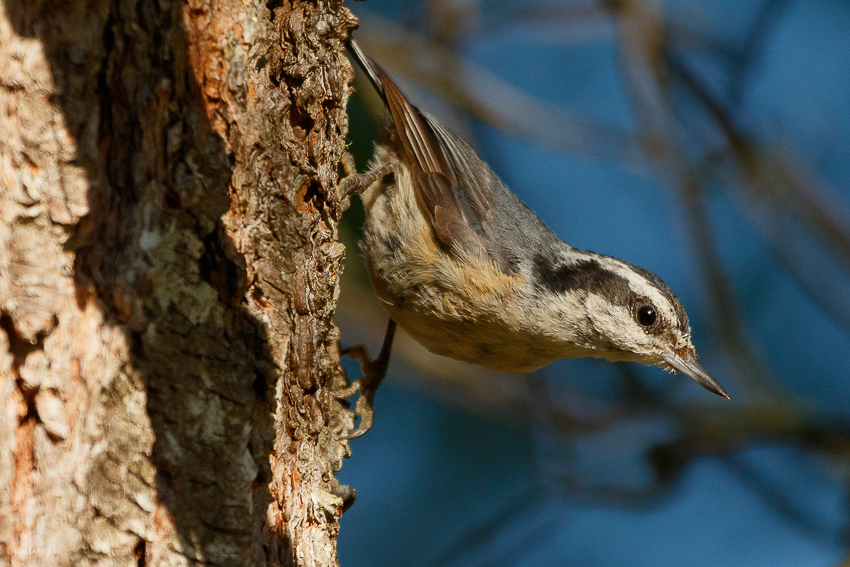 The Ohio Nature Blog: Red-breasted Nuthatch