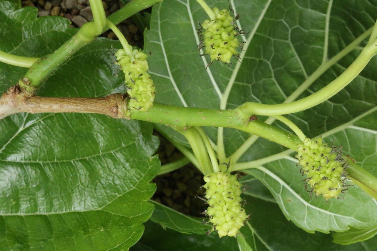 EL BLOG DE CHICHO: MORUS ALBA. morera o morera blanca.