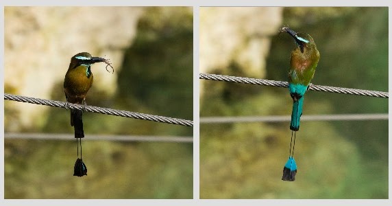 Piramides-Historia-Yucatan-Mex: Leyenda del pajaro Toh