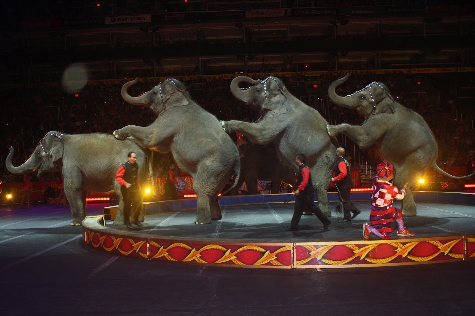 A Joyful Girl...: A Pyramid of Pachyderms