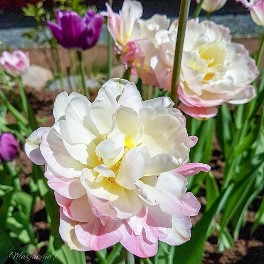 Kukka / a flower - SISUSTUS & LIFESTYLE -blogi | www.marjakuja.fi